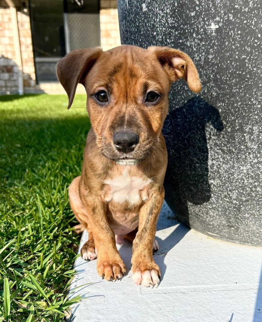 Chet - Medium Male Staffy x Rhodesian Ridgeback Mix Dog in QLD - PetRescue