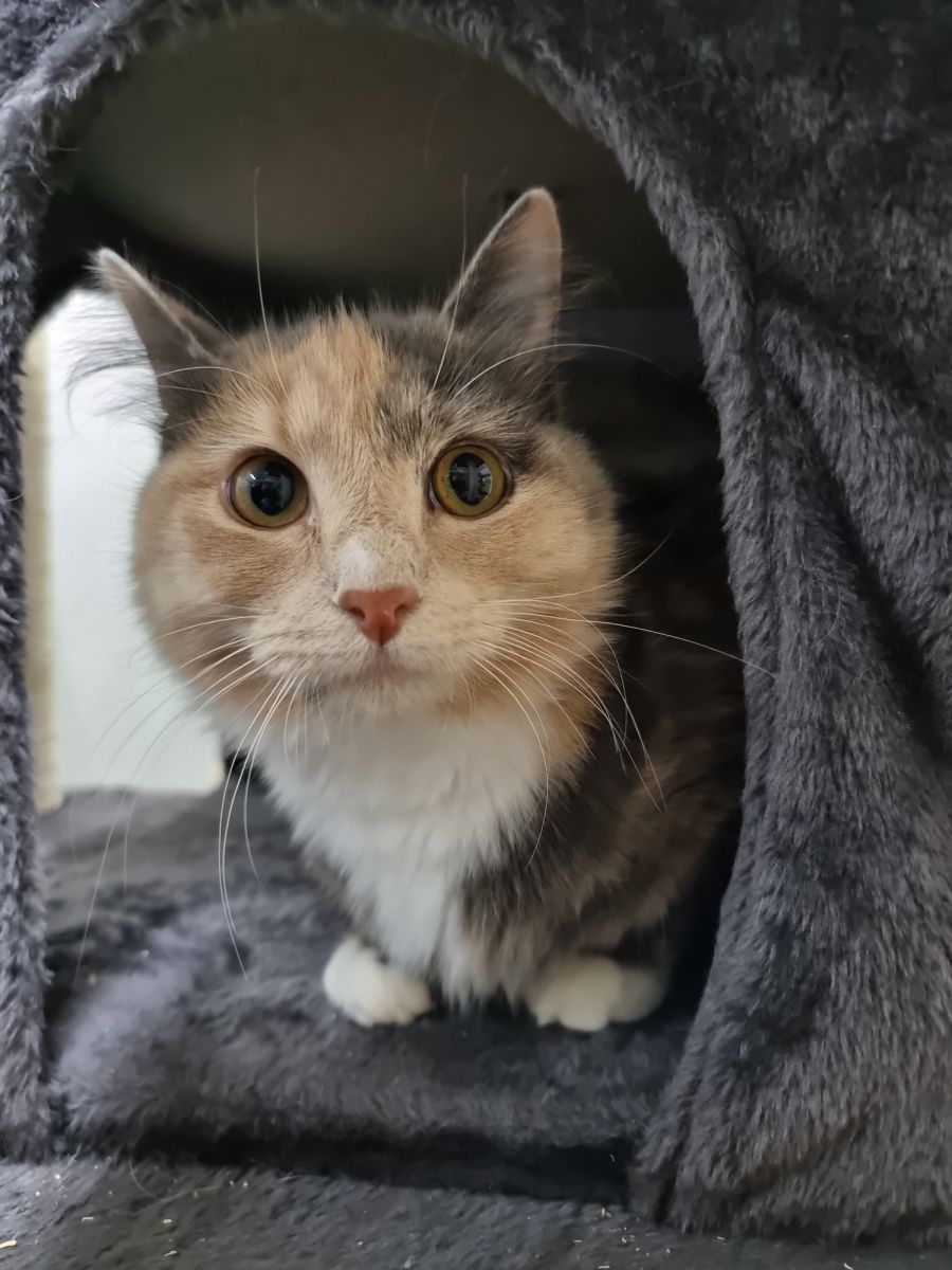 Tiddles - Female Domestic Medium Hair Mix Cat in VIC - PetRescue