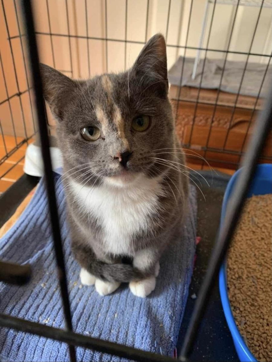 Malt - Female Domestic Short Hair Cat in VIC - PetRescue