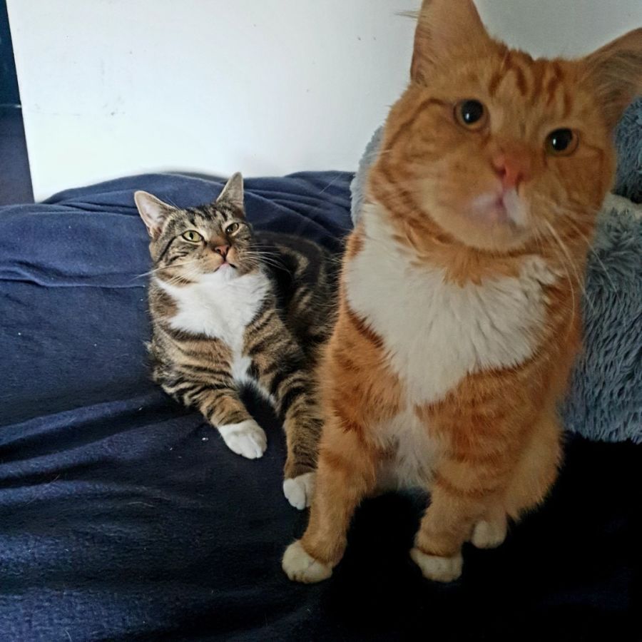 Biscoff and Cooper - Male Domestic Short Hair Cat in NSW - PetRescue