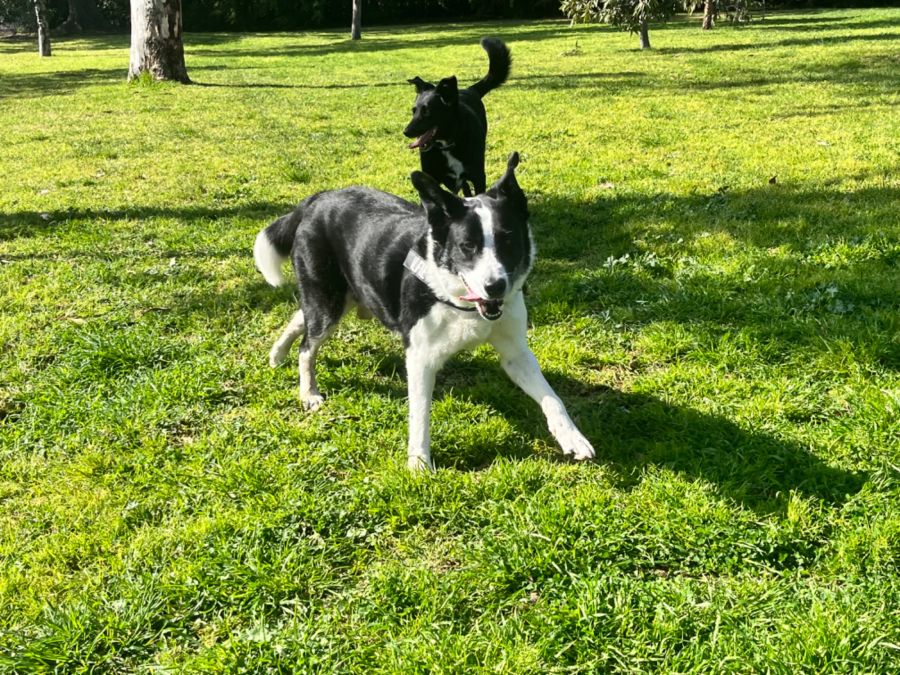 Alby - Medium Male Border Collie Mix Dog in VIC - PetRescue
