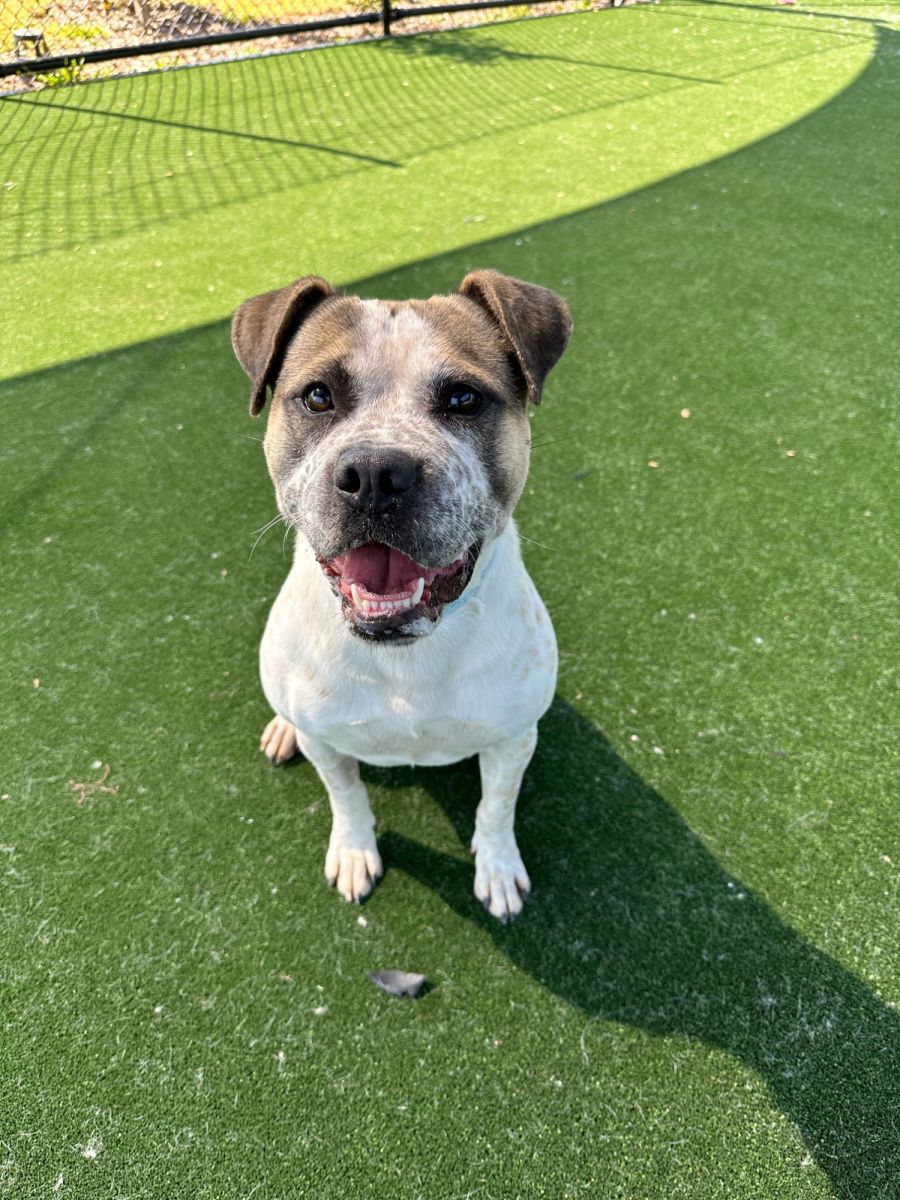 Sparky imp 1348 - Large Male Boxer x Cattle Dog Mix Dog in NSW - PetRescue