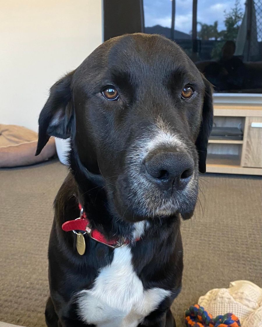 Spanner - Large Male Labrador x Bull Arab Mix Dog in VIC - PetRescue