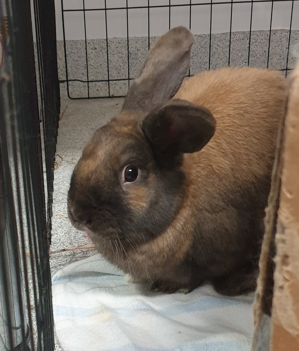 Hare Potter - Male Lop Eared Mix Rabbit in VIC - PetRescue