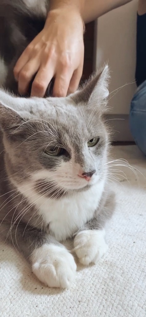 Pippi - Female Domestic Medium Hair Cat in QLD - PetRescue