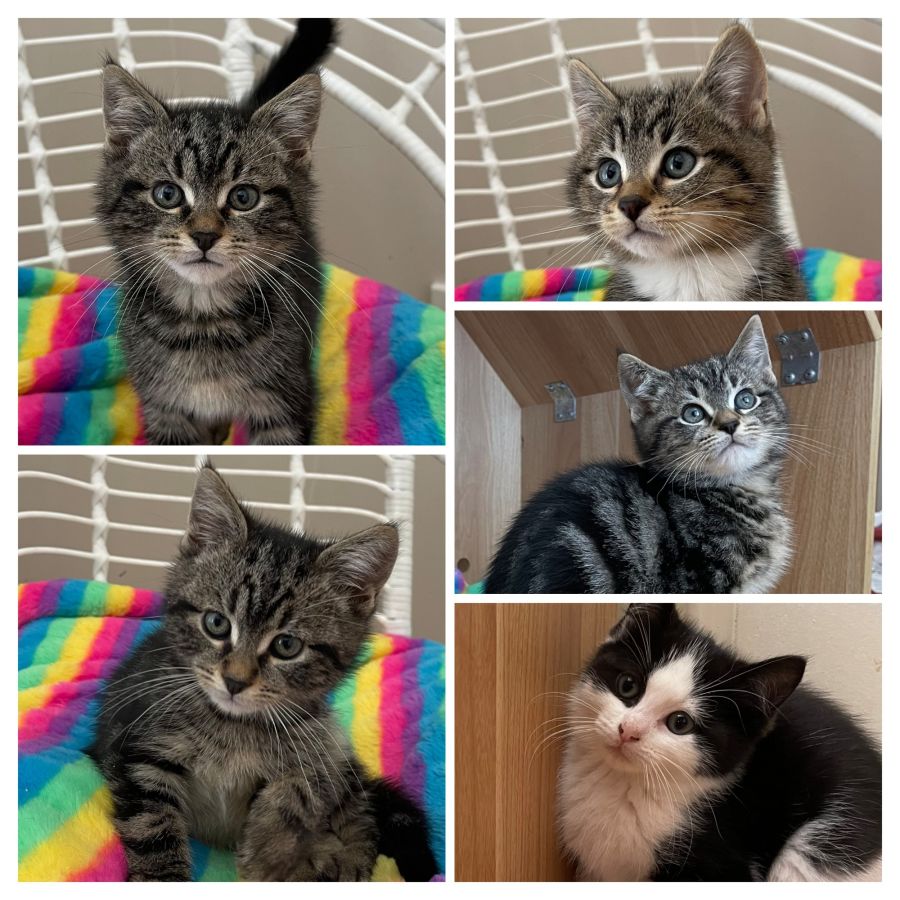 Tadpole, Beetle, Cricket, Tick & Mozzie - Male Domestic Short Hair Cat ...