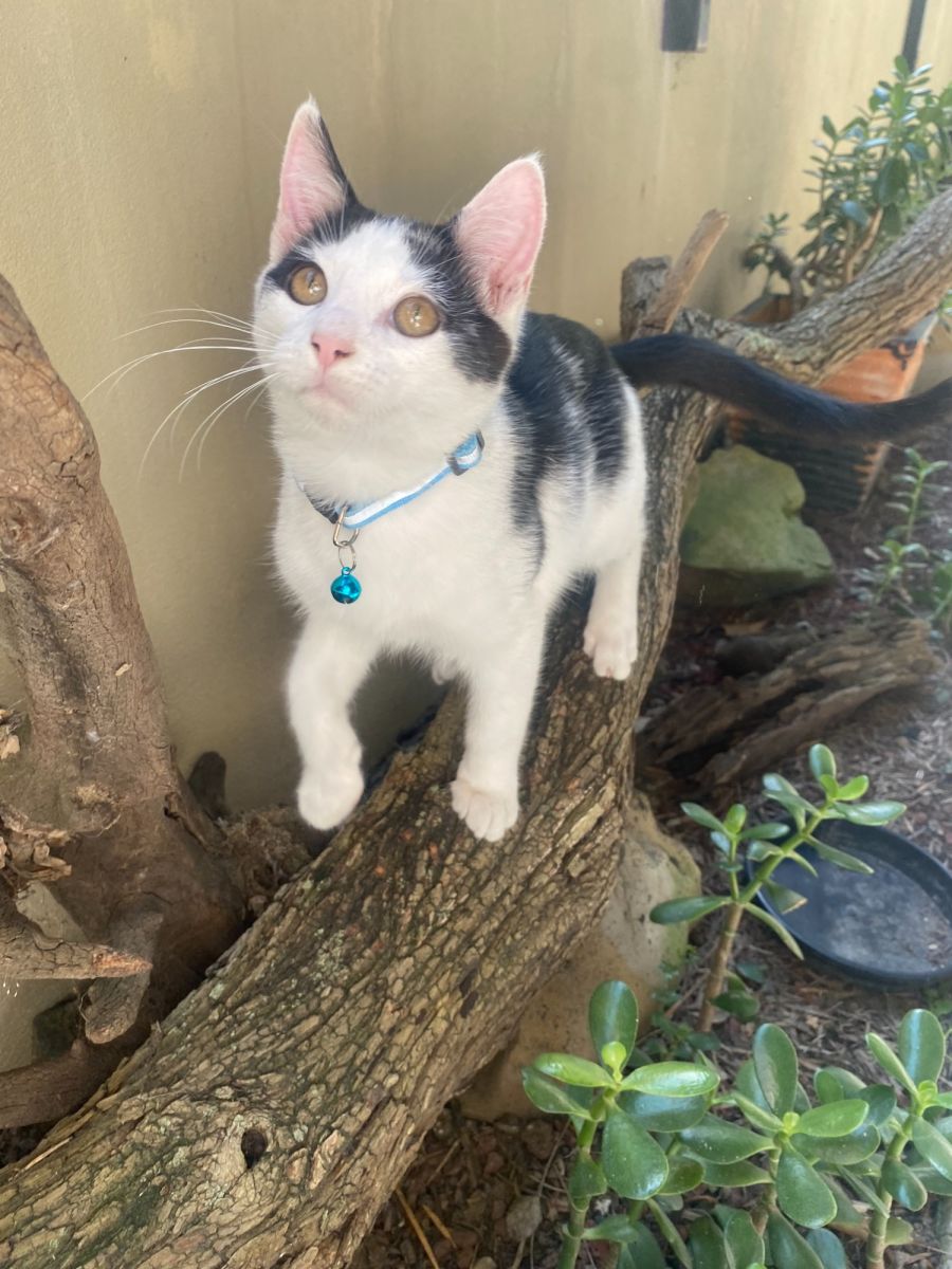 Mortimer - Male Domestic Short Hair Cat in NSW - PetRescue