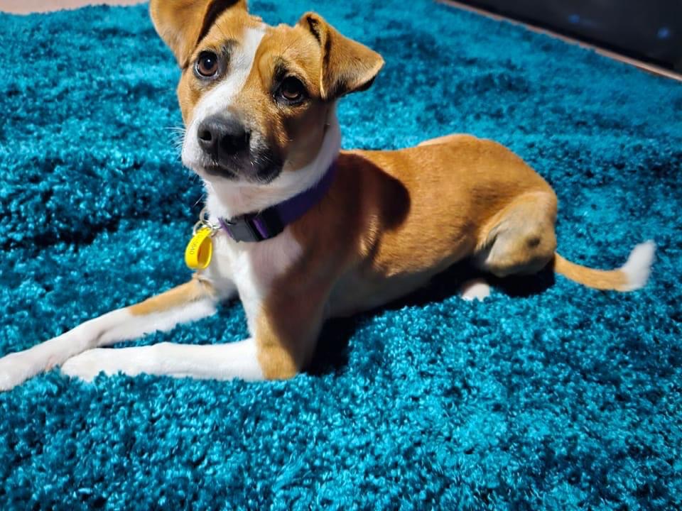 Bunbury Animal Rescue Rehome Care Incorporated - PetRescue