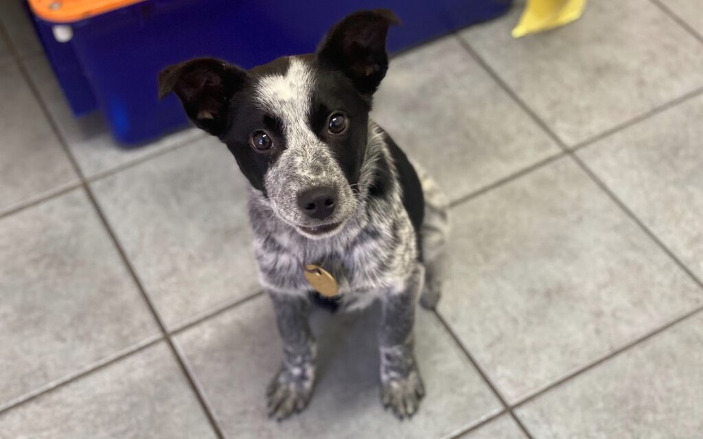 Winnie - Medium Female Kelpie Mix Dog in VIC - PetRescue