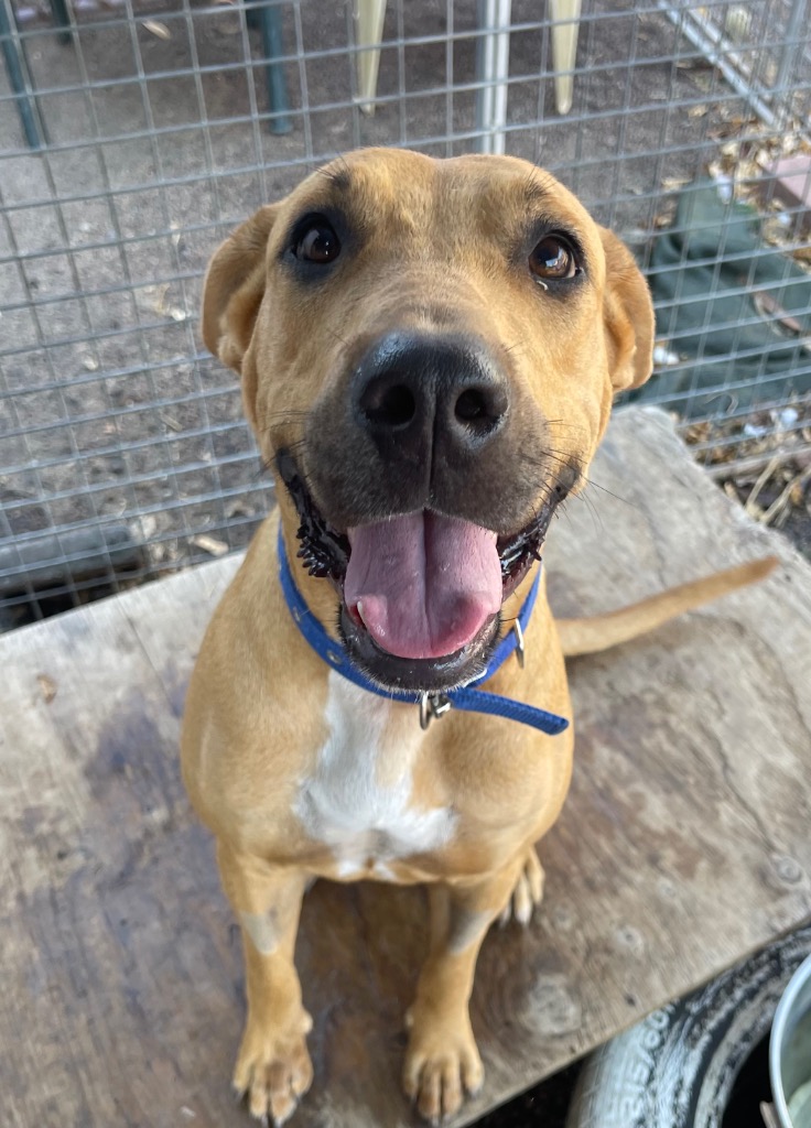 Kira - Medium Female Mixed Breed Dog in NT - PetRescue