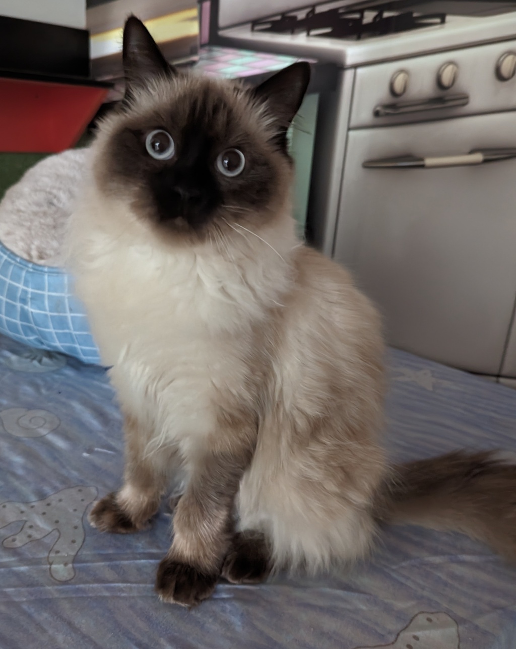Mina - Female Ragdoll Mix Cat in QLD - PetRescue