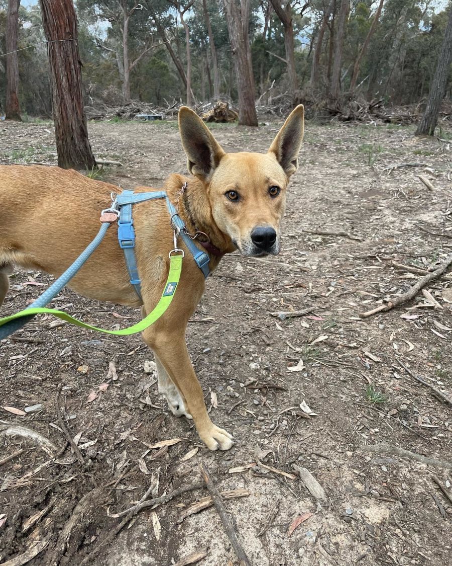 Rowan - Dingo x Great Dane - Large Male Dingo x Great Dane Dog in NSW ...