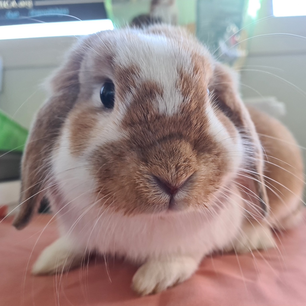 Bear - Male Lop Eared Rabbit in VIC - PetRescue
