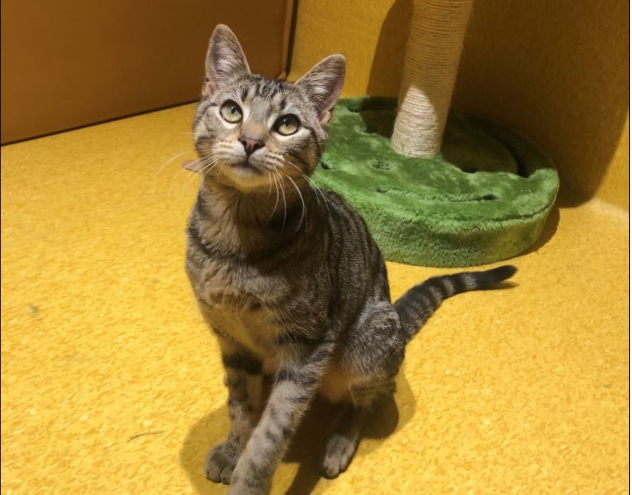 Bean (IMP 776) - Male Domestic Short Hair Cat in NSW - PetRescue