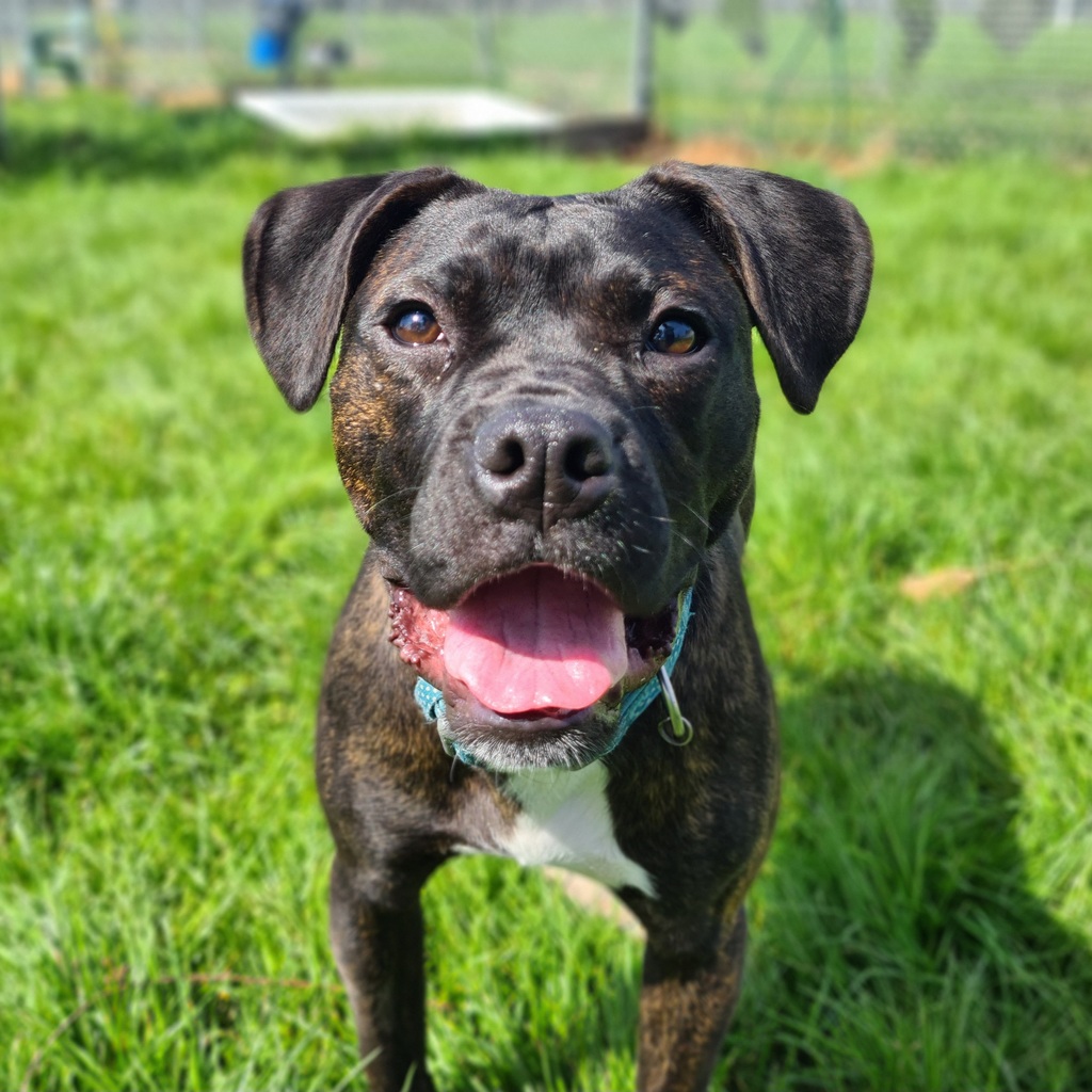 Lola - Large Female Boxer x Staffordshire Bull Terrier Mix Dog in VIC ...