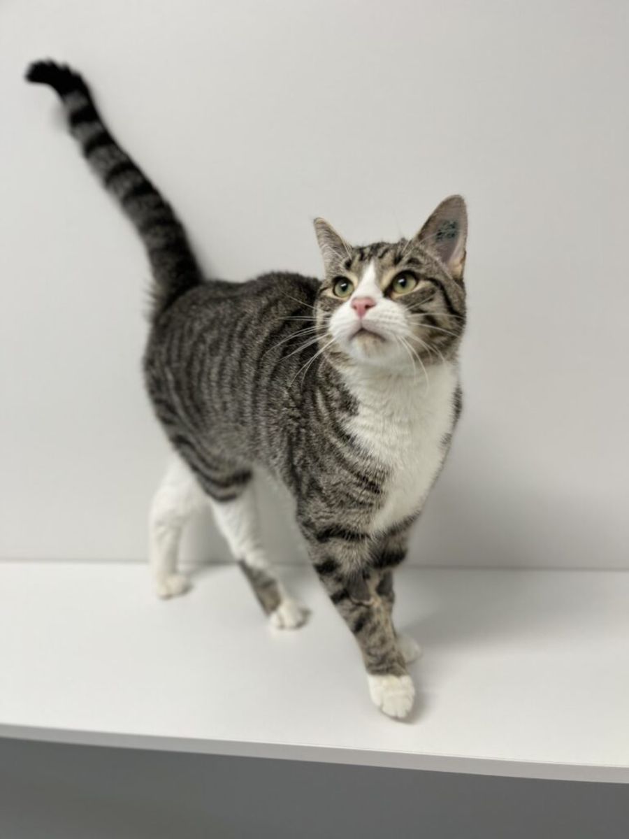 Badger - Male Domestic Short Hair Cat in VIC - PetRescue