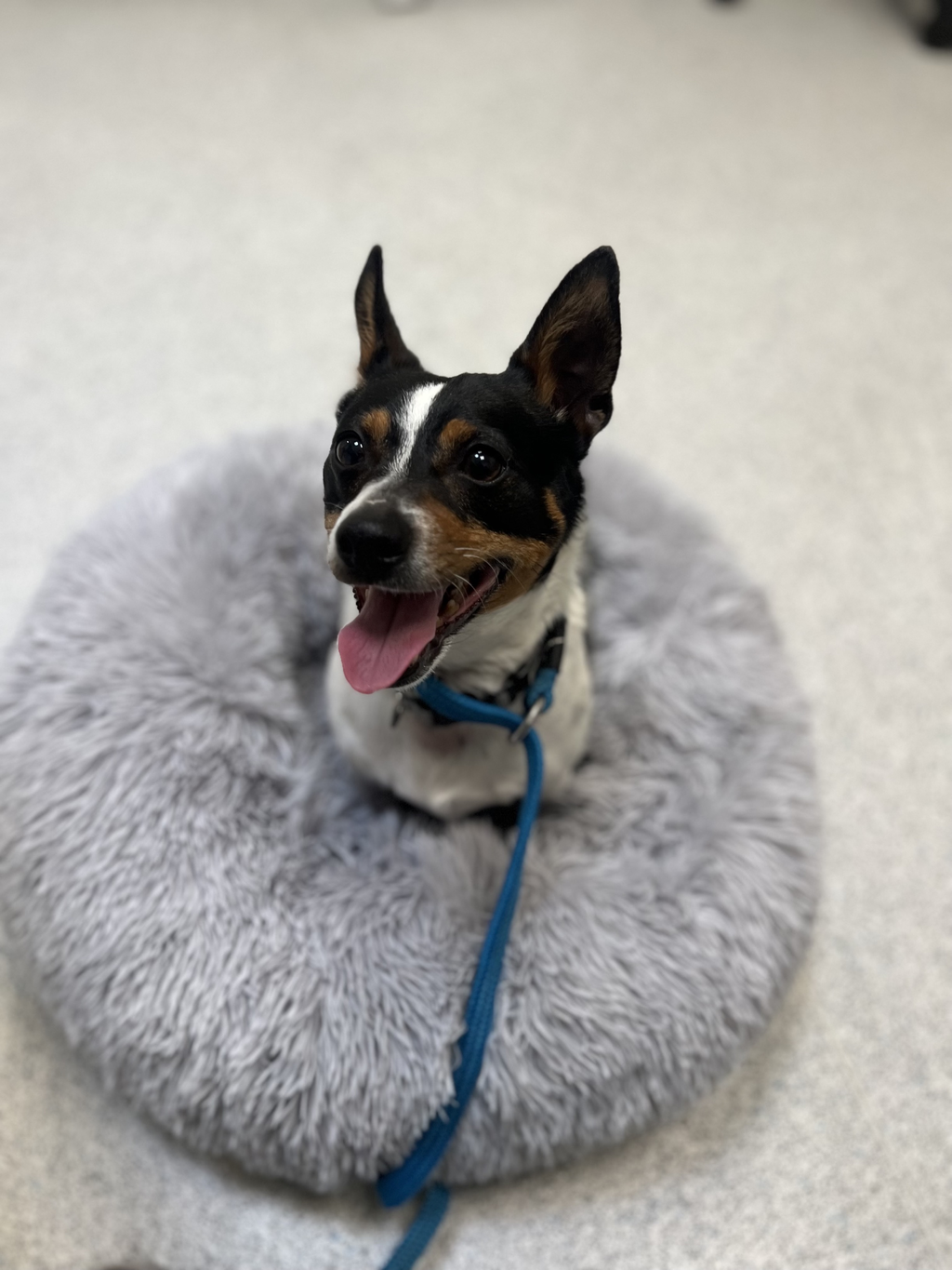 Kovu - Small Male Fox Terrier x Jack Russell Terrier Mix Dog in VIC ...