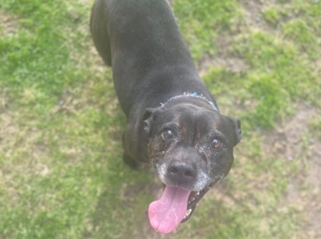 Happy Chappy - Small Male English Staffy Mix Dog in VIC - PetRescue