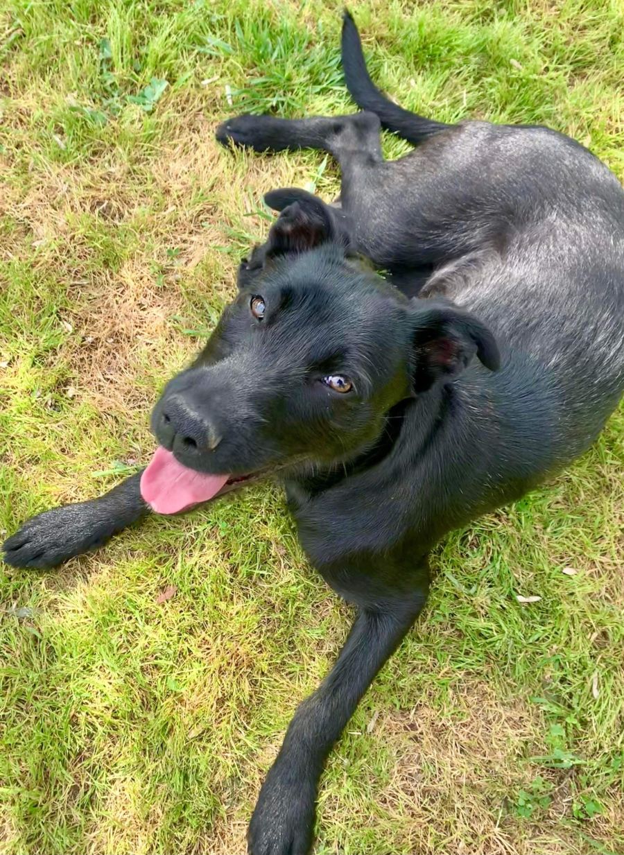 Cadbury - Large Female Staghound Mix Dog in VIC - PetRescue