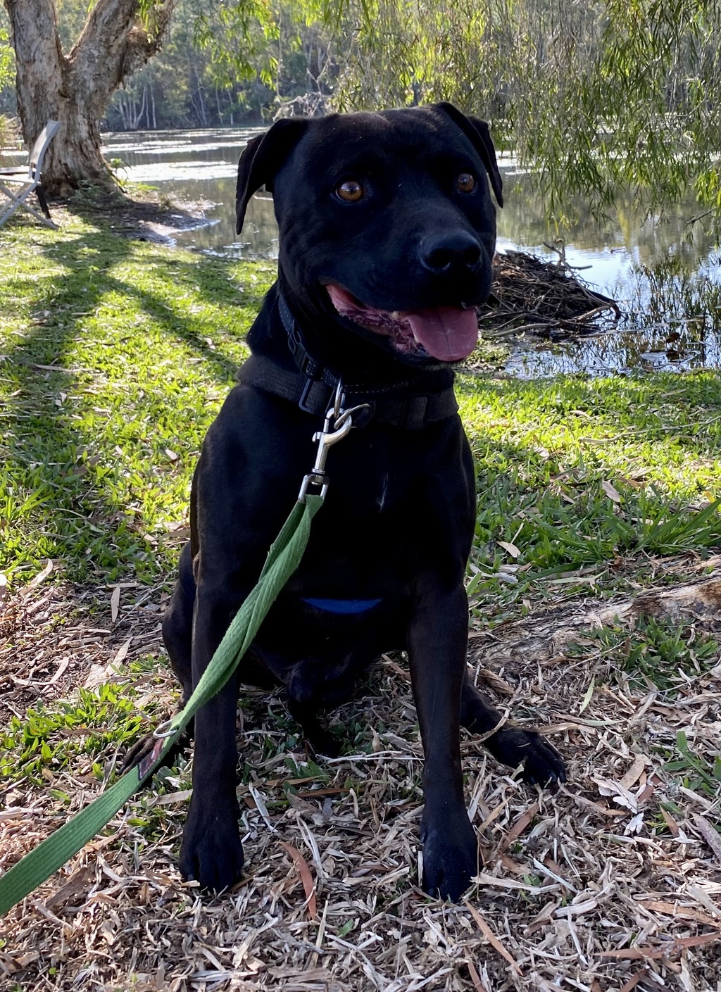 Niko - Medium Male American Staffordshire Bull Terrier Mix Dog in QLD - PetRescue