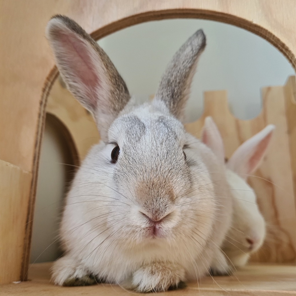 Mini Misty - Female Rex Mix Rabbit in VIC - PetRescue