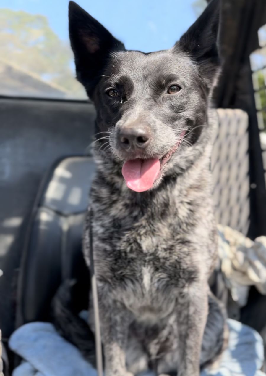 Sadie - Medium Female Cattle Dog Dog in NSW - PetRescue