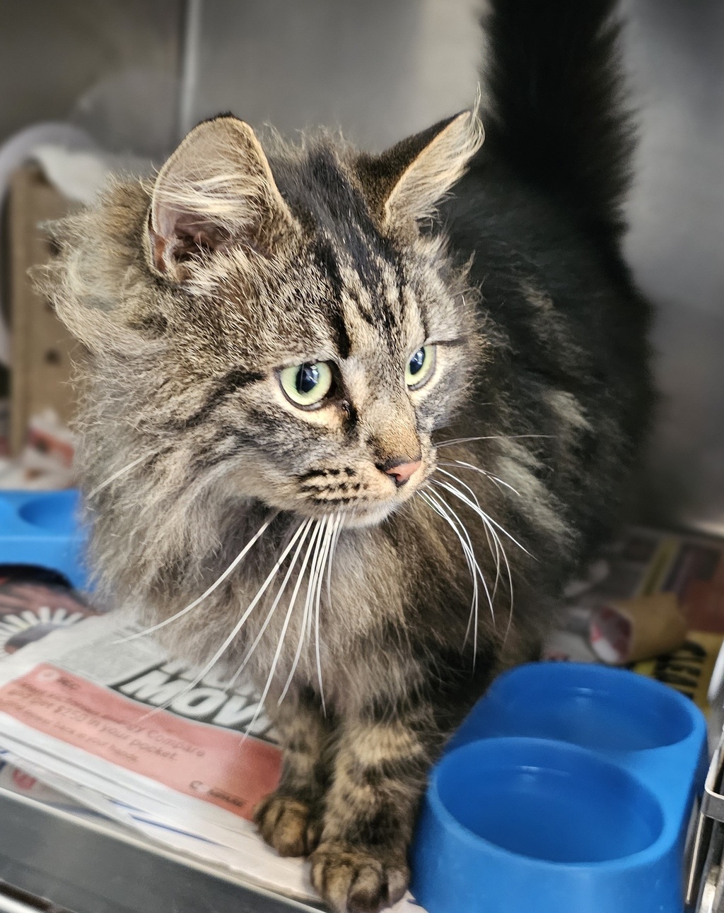 Rascal - Male Domestic Medium Hair Mix Cat in VIC - PetRescue