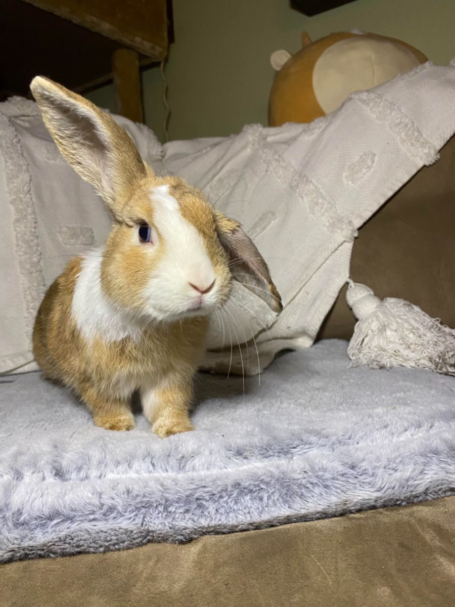 Jonathan - Male Bunny Mix Rabbit in VIC - PetRescue