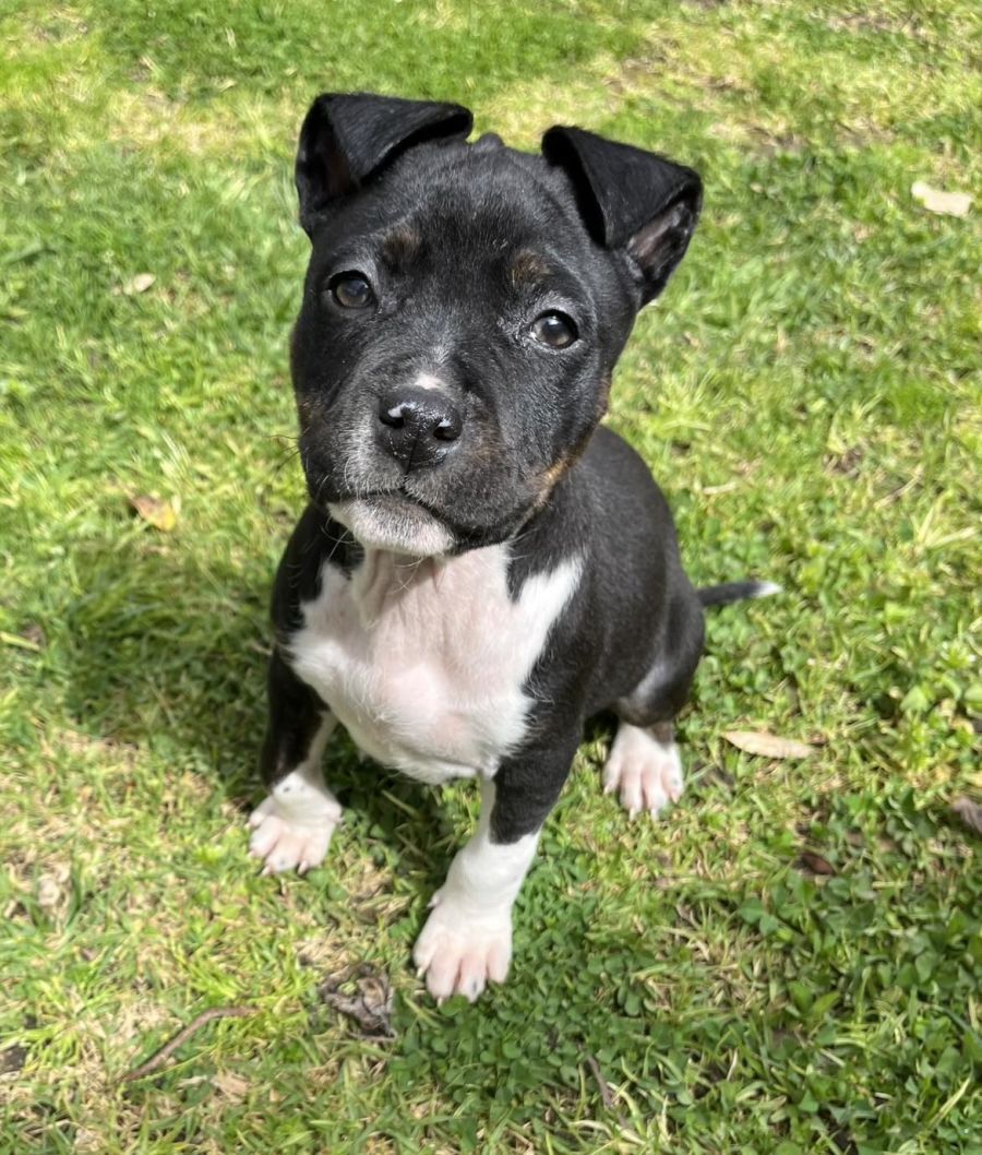 Freya - Medium Female Staffy Dog in VIC - PetRescue