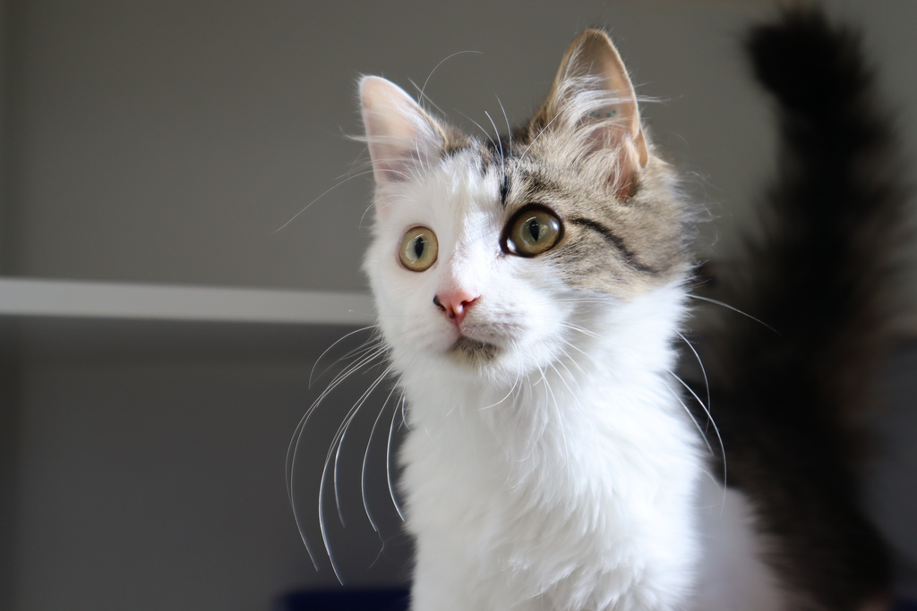Bindi - Female Domestic Longhair Mix Cat in VIC - PetRescue
