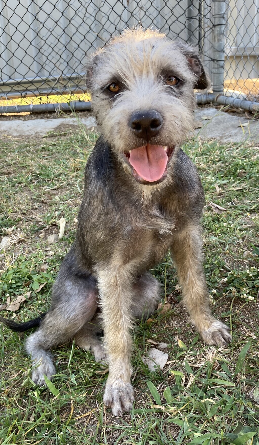 Chilly - Medium Female Irish Wolfhound x Lurcher Mix Dog in QLD - PetRescue