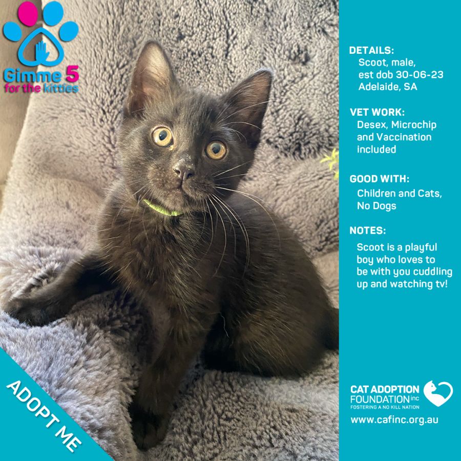 Scoot - Male Domestic Short Hair Cat in SA - PetRescue