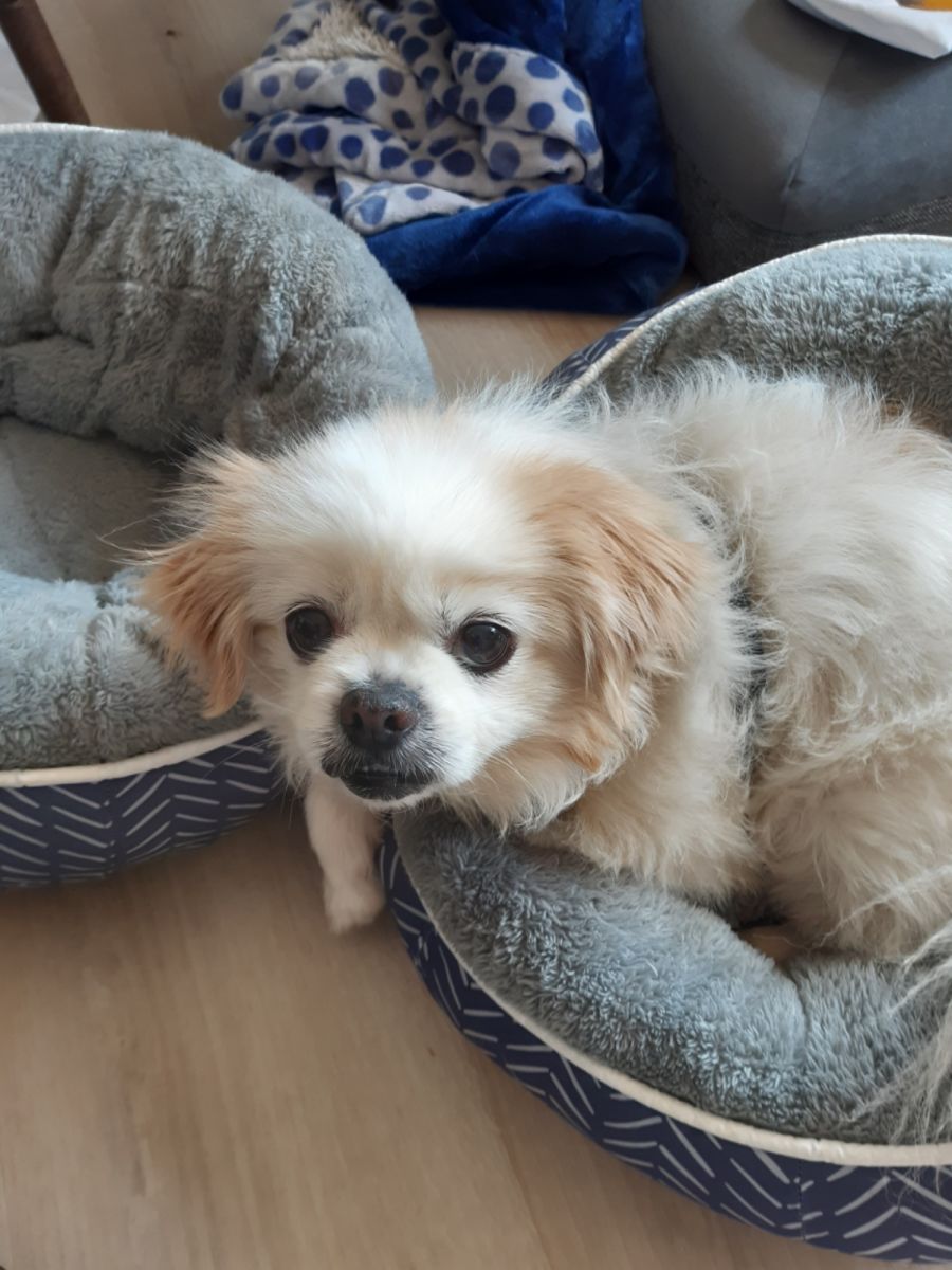 Coco - Small Female Tibetan Spaniel Mix Dog in NSW - PetRescue