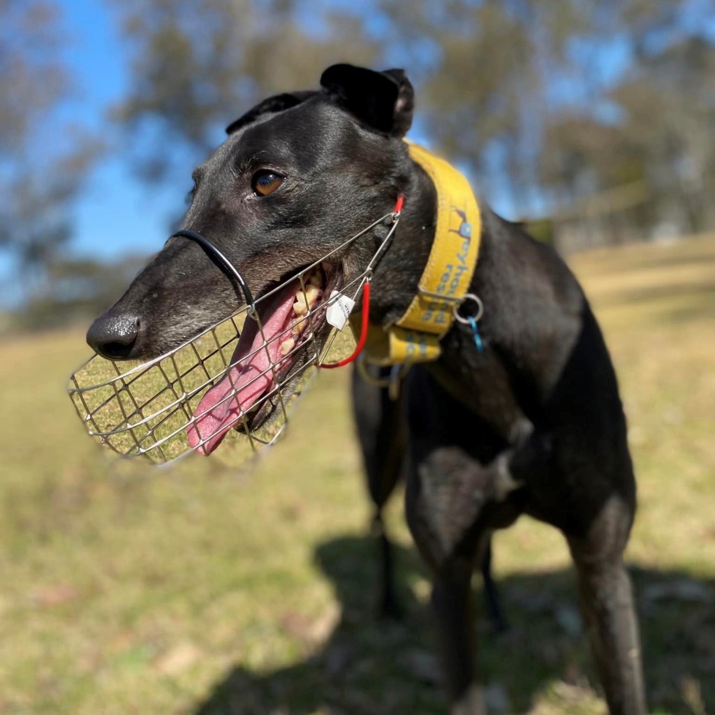 Dixie - Large Female Greyhound Dog in NSW - PetRescue