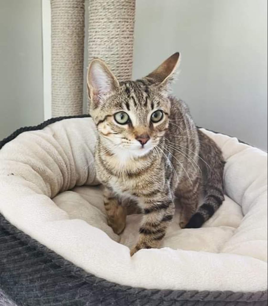 Danika - Female Domestic Short Hair Cat in QLD - PetRescue