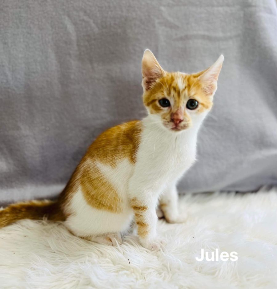 Jules - Male Domestic Short Hair Cat in QLD - PetRescue