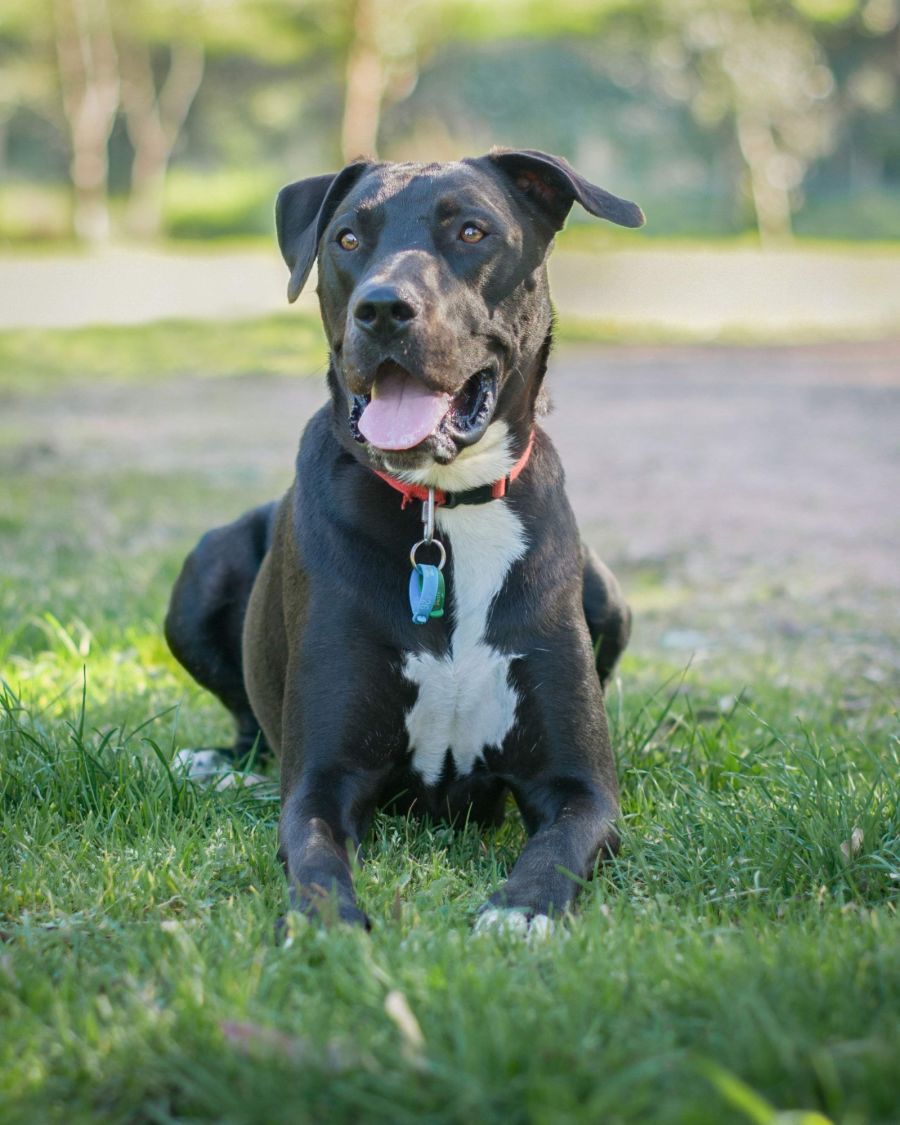 Bojack - Large Male Great Dane x Bull Arab Mix Dog in VIC - PetRescue