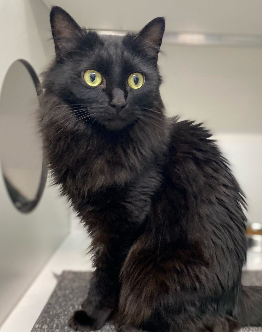 Frothy - Female Domestic Medium Hair Mix Cat in VIC - PetRescue