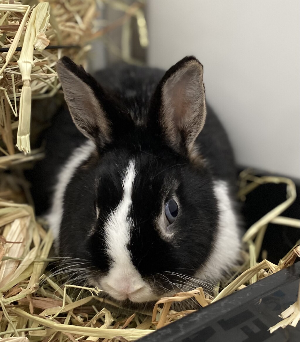 Sprunzel - Female Dutch Mix Rabbit in VIC - PetRescue
