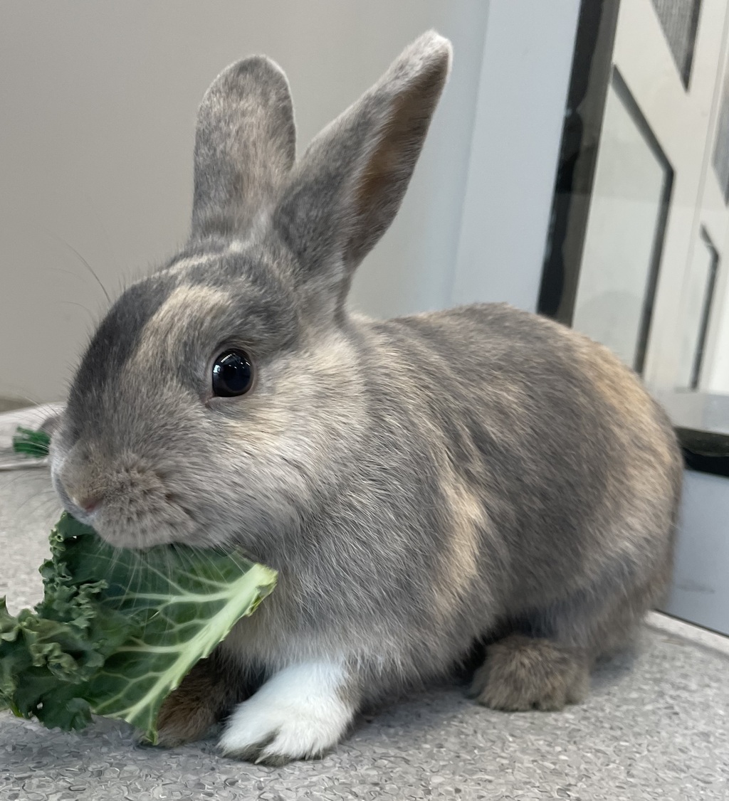 Ginger - Female Rabbit Unspecified Mix Rabbit in VIC - PetRescue