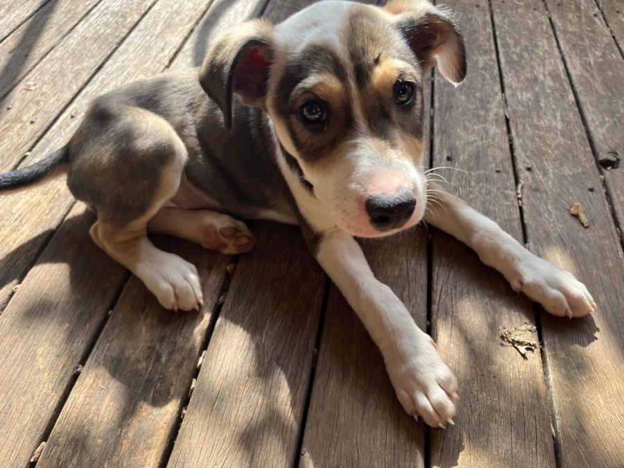 Tala - Medium Female Irish Wolfhound Mix Dog in QLD - PetRescue