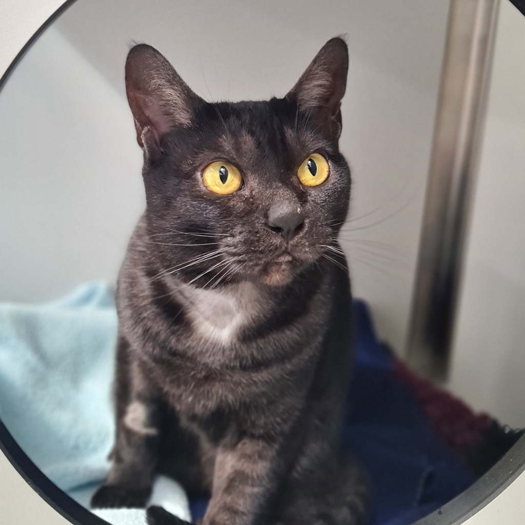 Maxine - Female Bengal Mix Cat in VIC - PetRescue