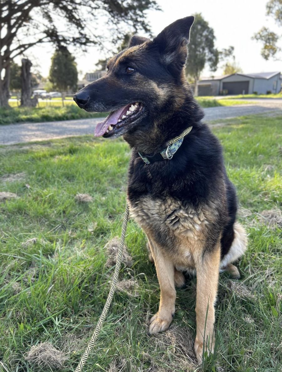 Sharni - Large Female German Shepherd Mix Dog in VIC - PetRescue