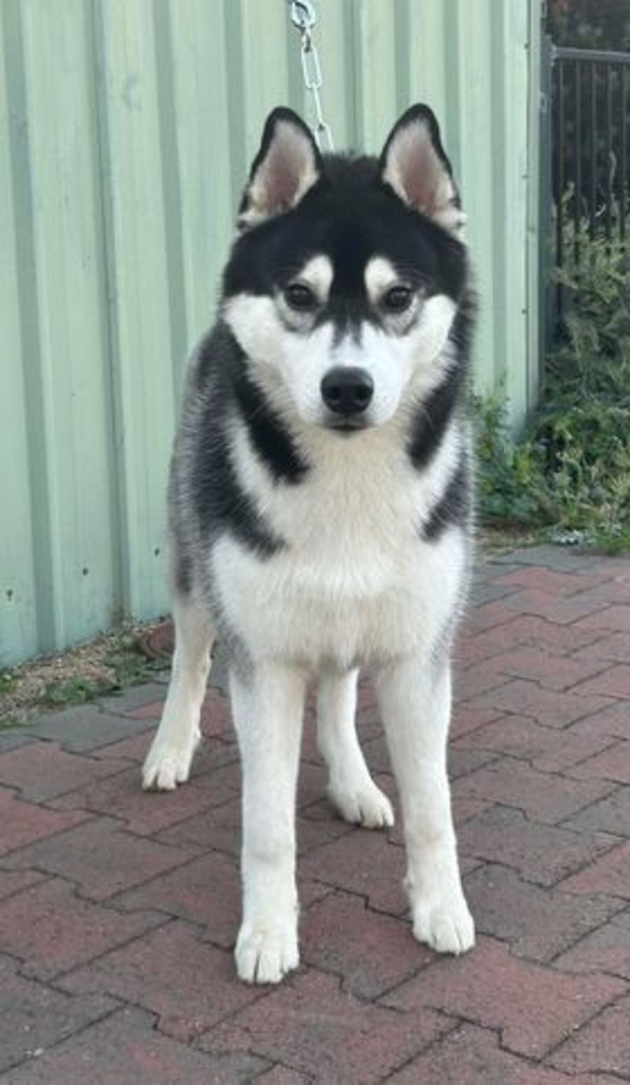 Bolt - Large Male Siberian Husky Dog in SA - PetRescue
