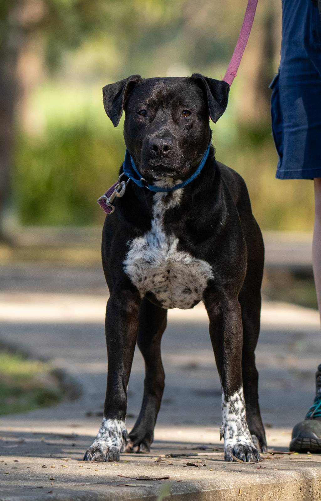 Airzyar - Medium Male Crossbreed x Staffordshire Terrier Mix Dog in NSW ...
