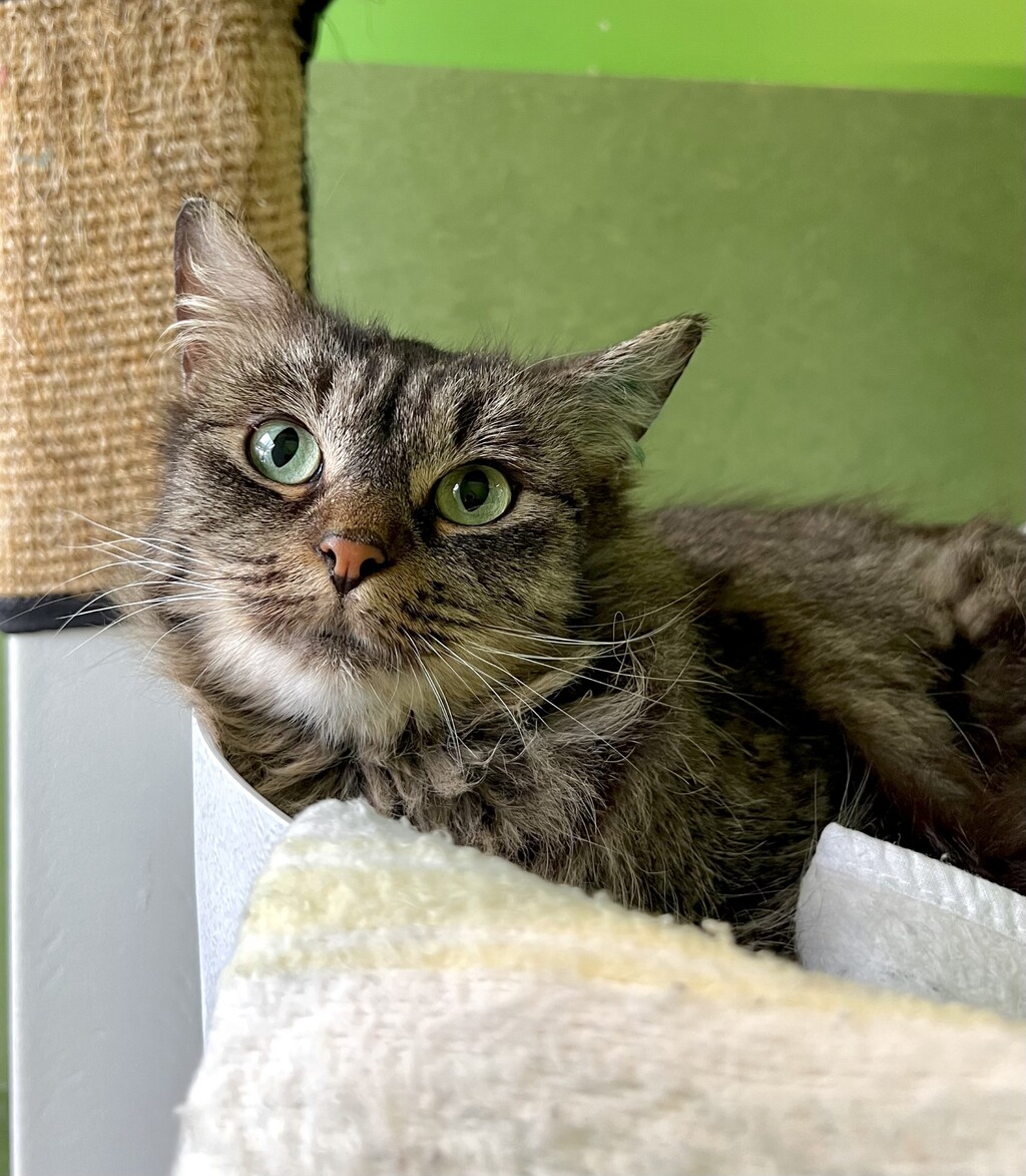 Lemur - Female Domestic Medium Hair Cat in VIC - PetRescue
