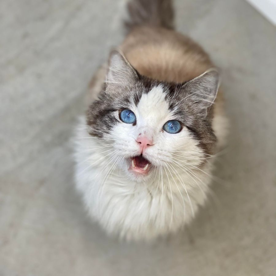 Peach - Male Ragdoll Cat in VIC - PetRescue