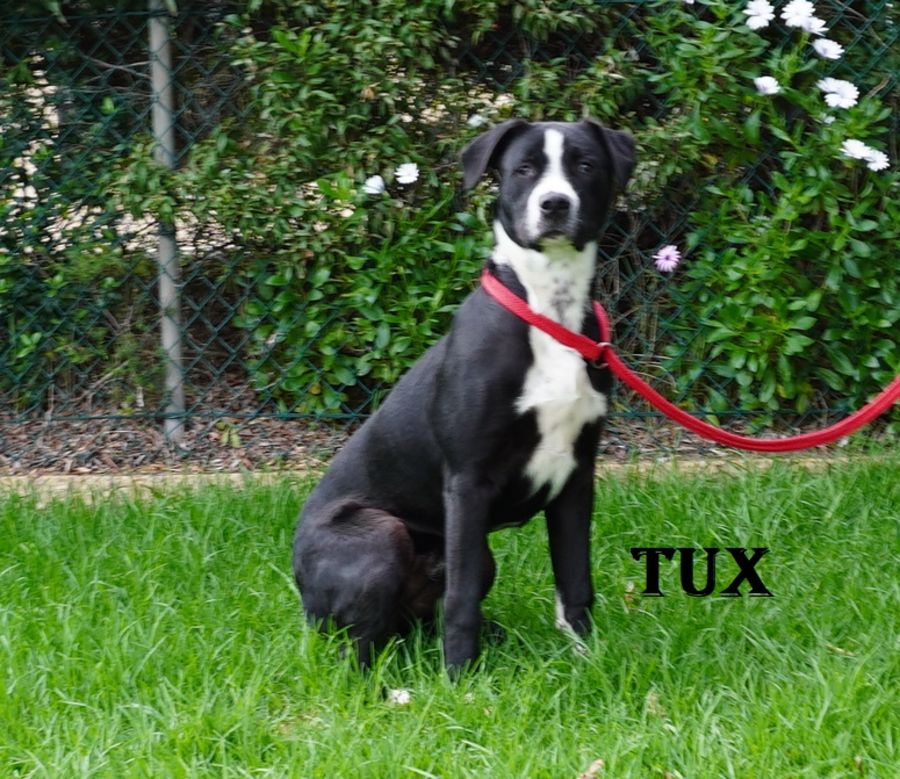 Tux - Medium Male Border Collie Mix Dog in WA - PetRescue