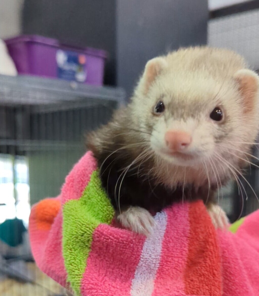 Pepa - Female Ferret Rodent in VIC - PetRescue