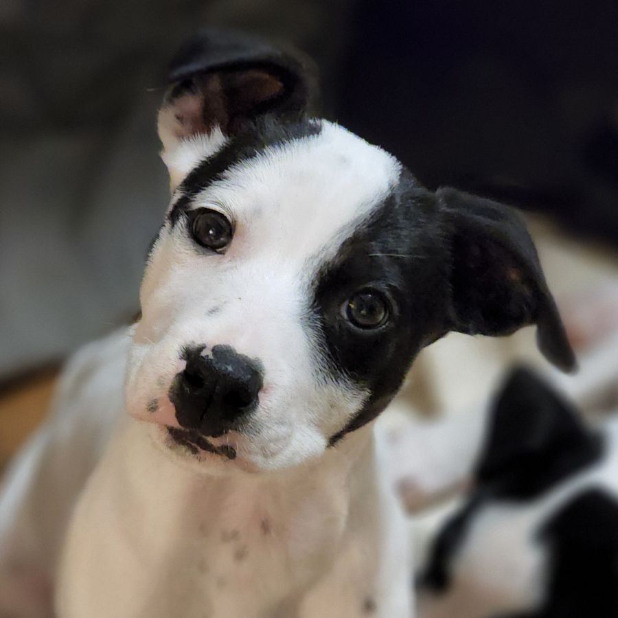 Penguin - Medium Male German Shorthaired Pointer x Boxer Dog in VIC ...